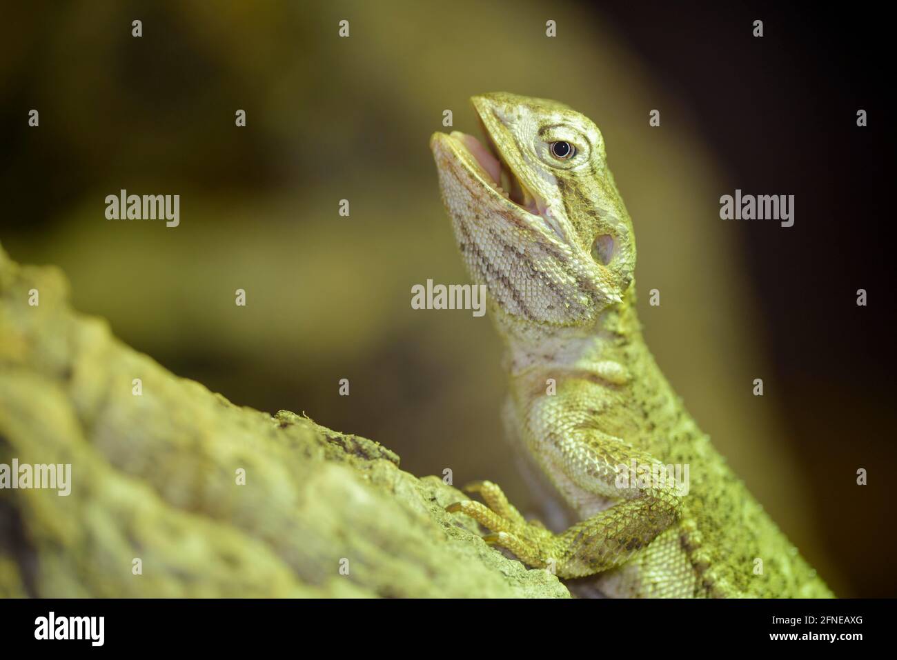 Stellion hi-res stock photography and images - Alamy