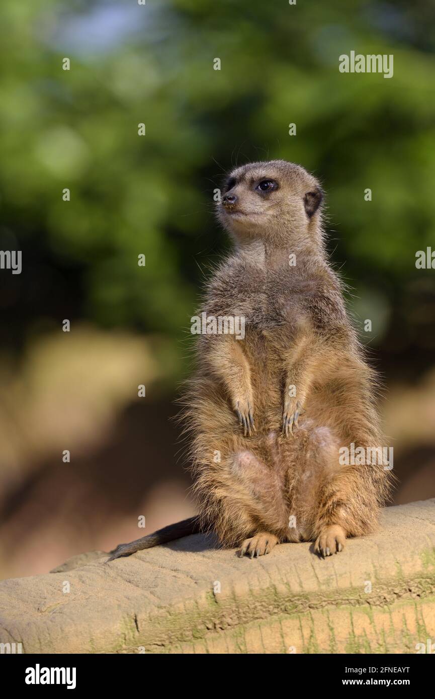 Adult meerkat zoo hi-res stock photography and images - Alamy