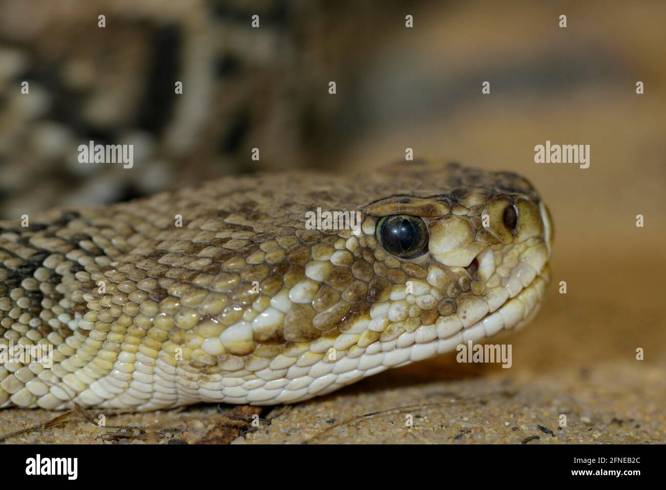 Mexican west coast rattlesnake (Crotalus basiliscus Stock Photo - Alamy