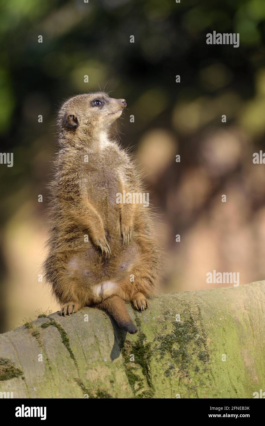 Meerkat, Old animal, February, Captive, Zoo, Germany Stock Photo - Alamy