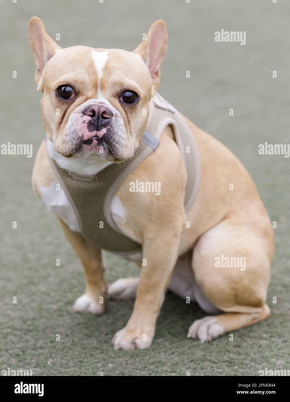 Exotic looking dog hi-res stock photography and images - Alamy