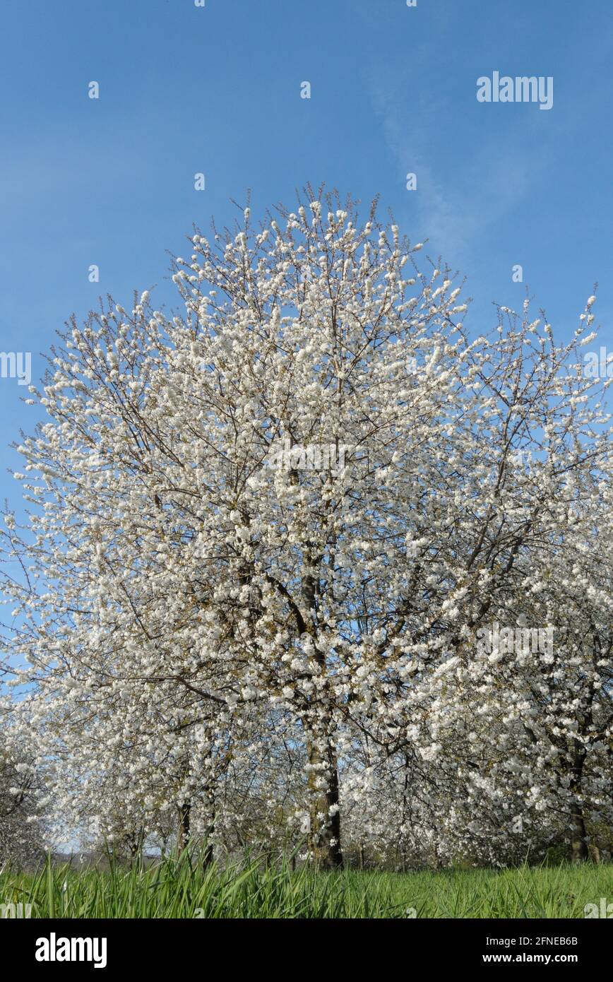 Single cherry blossom tree hi-res stock photography and images - Alamy
