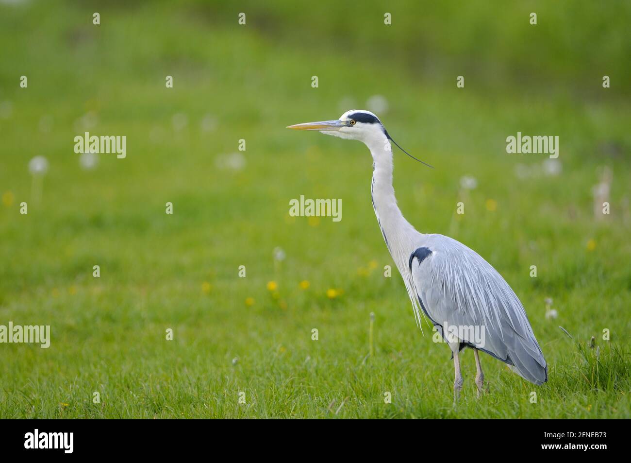 Grey heron, Old bird, May, Gelderland, Netherlands Stock Photo - Alamy