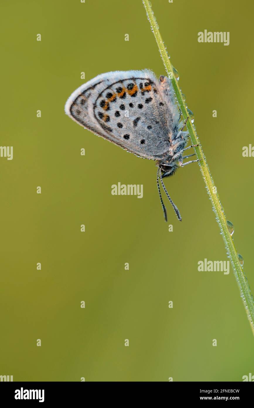 Argus blue butterfly, Geissklee blue butterfly, at roost, morning, with ...