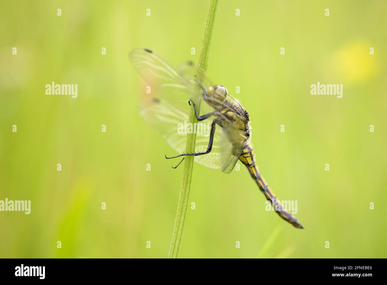 Large blue arrow, female, resting dragonfly at roosting site in a ...