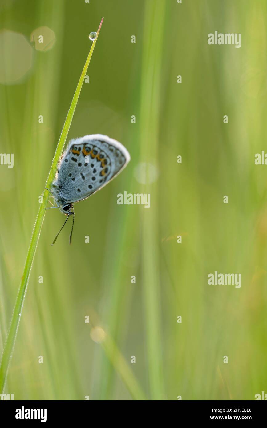 Argus blue butterfly, Geissklee blue butterfly, at roost, morning, with ...