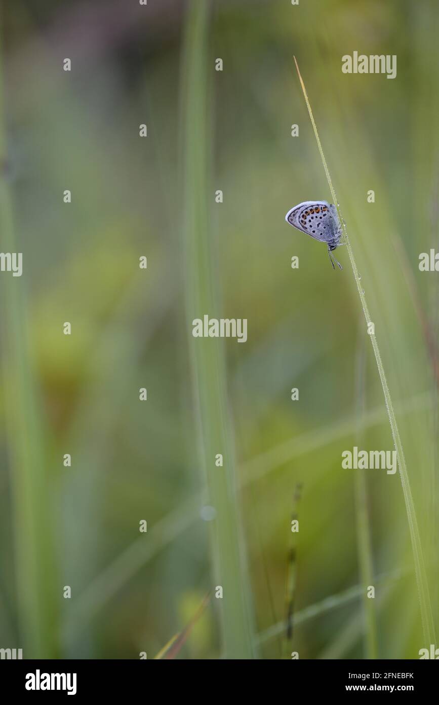 Argus blue butterfly, Geissklee blue butterfly, at roost, morning, with ...