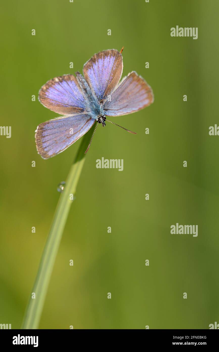 Argus blue butterfly, Geissklee blue butterfly, morning, July, NSG ...