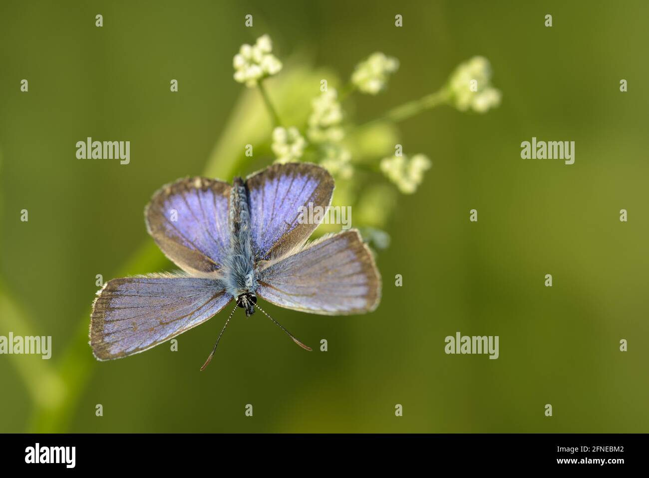 Argus blue butterfly, Geissklee blue butterfly, morning, July, NSG ...