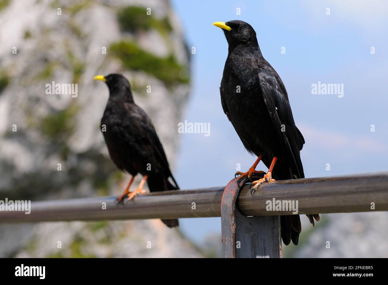 Alpine chough, adult bird, July, Wendelstein, Mangfall Mountains ...