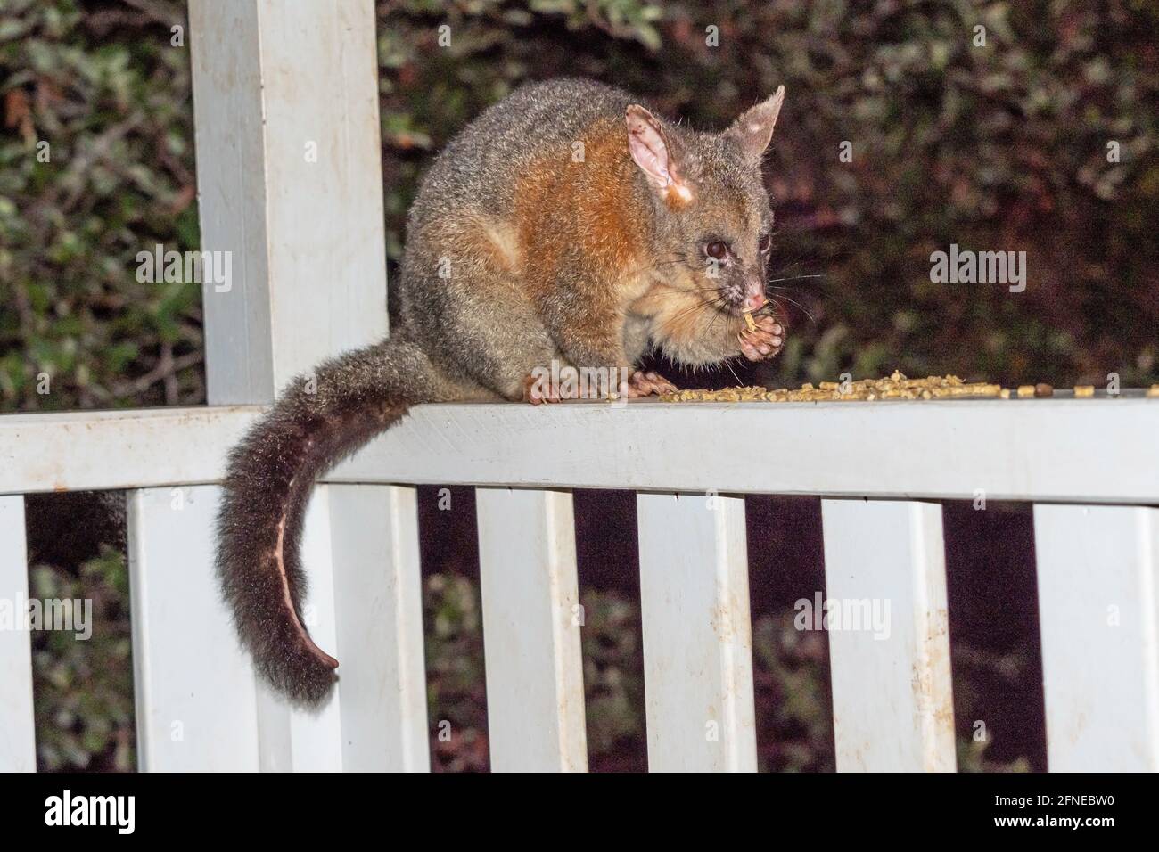 A male Common Brushtail Possum feeding in south-western Australia Stock ...