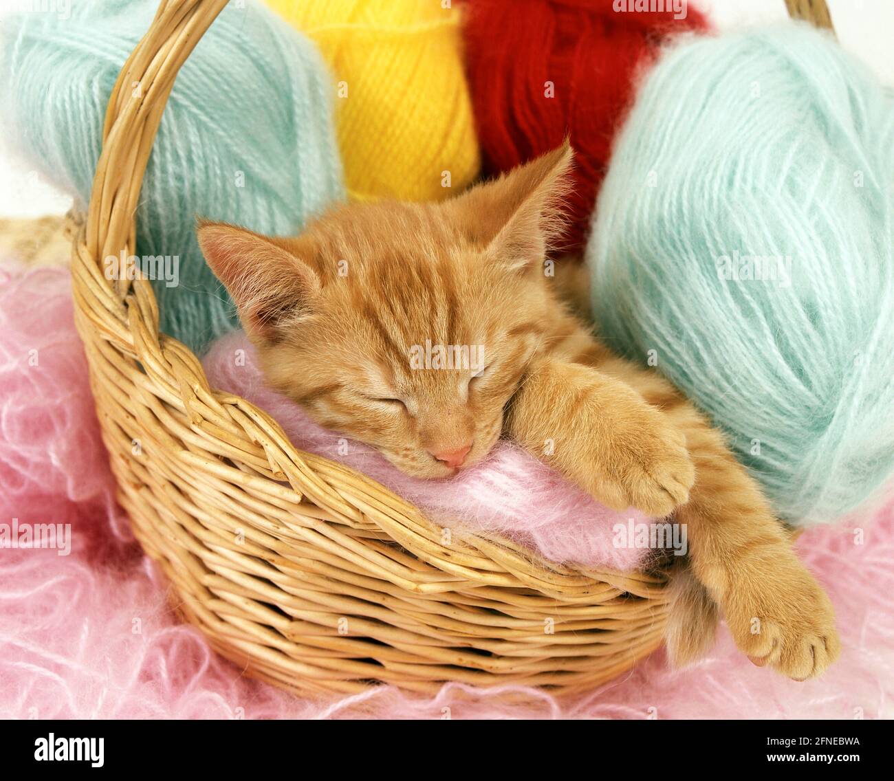 Red house cat, kitten sleeping in wool Stock Photo - Alamy