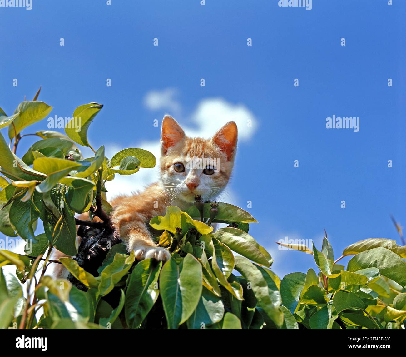 Cat kitten in tree hi-res stock photography and images - Alamy