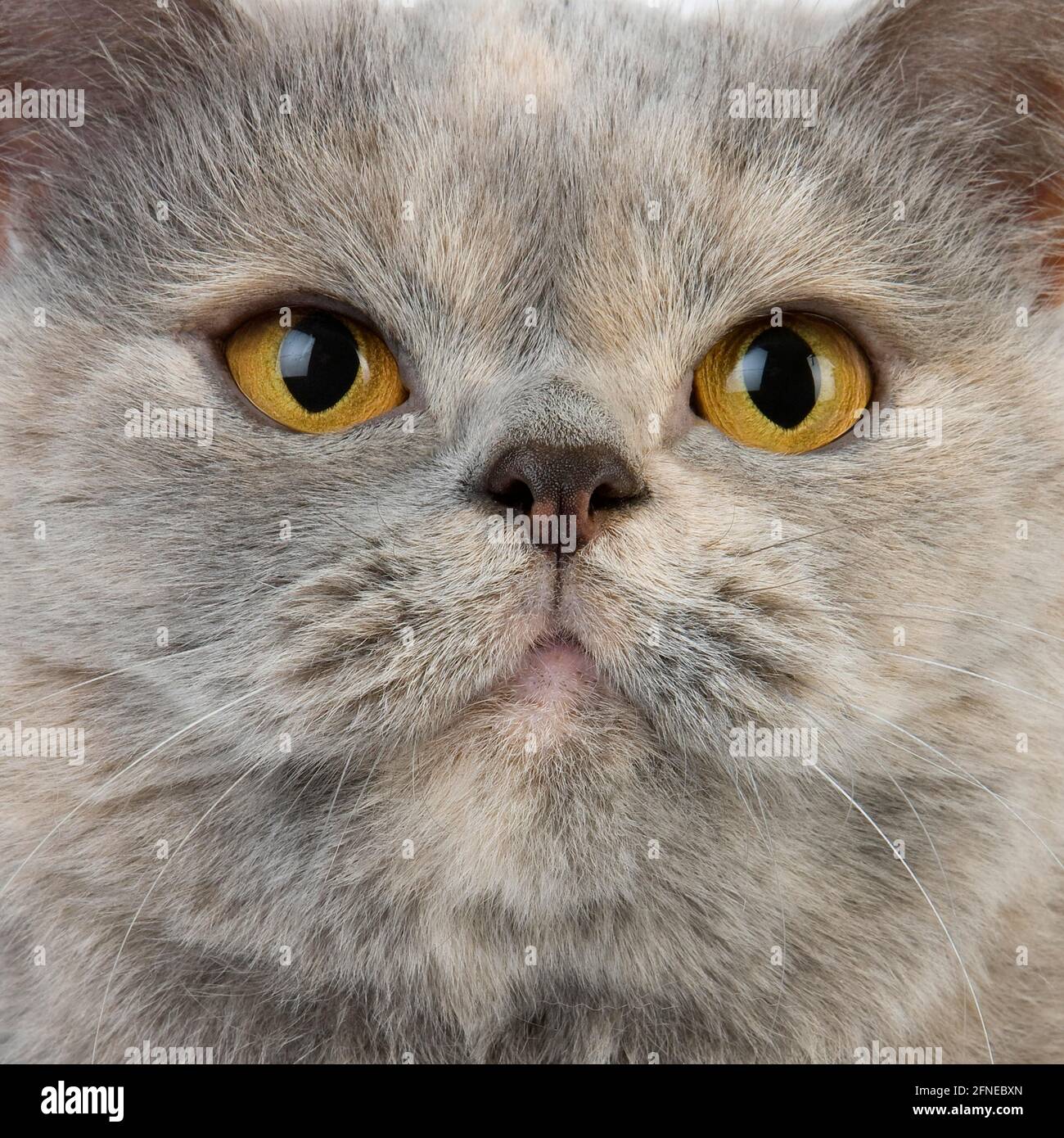 Blue cream british shorthair cat hi-res stock photography and images ...