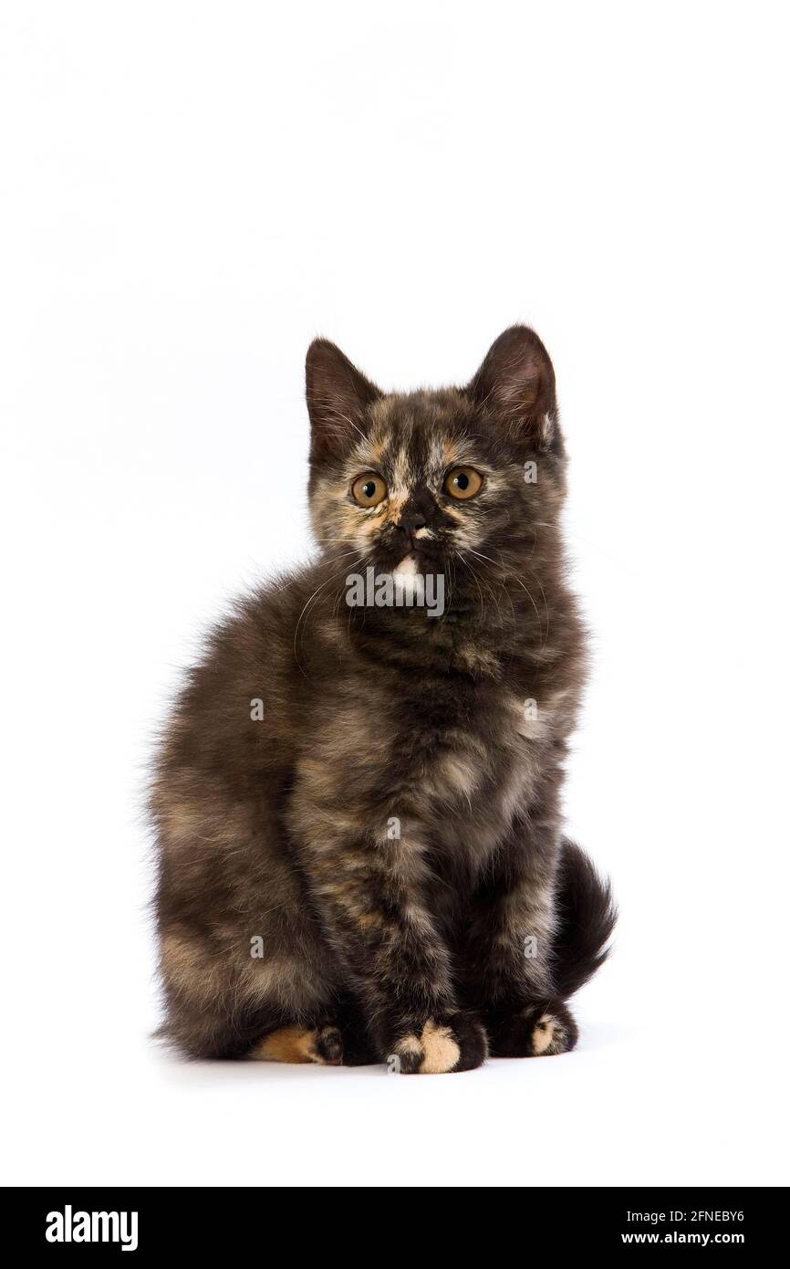 Black tortie British shorthair domestic cat, kitten against white ...