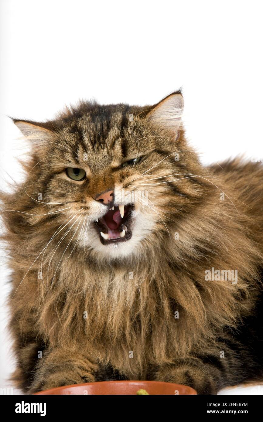 Funny Cat Human Face