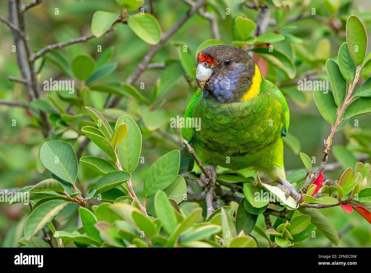 A portrait of an Australian Ringneck of the western race, known as the ...