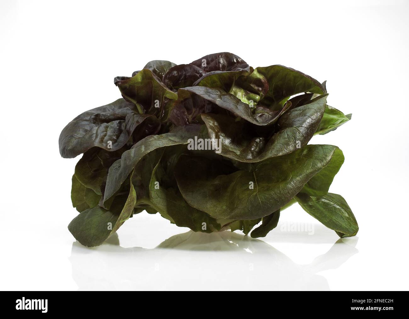 French lettuce called Rougette (lactuca sativa), lettuce against white ...