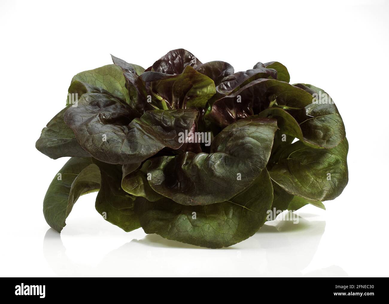 French lettuce called Rougette (lactuca sativa), lettuce against white ...