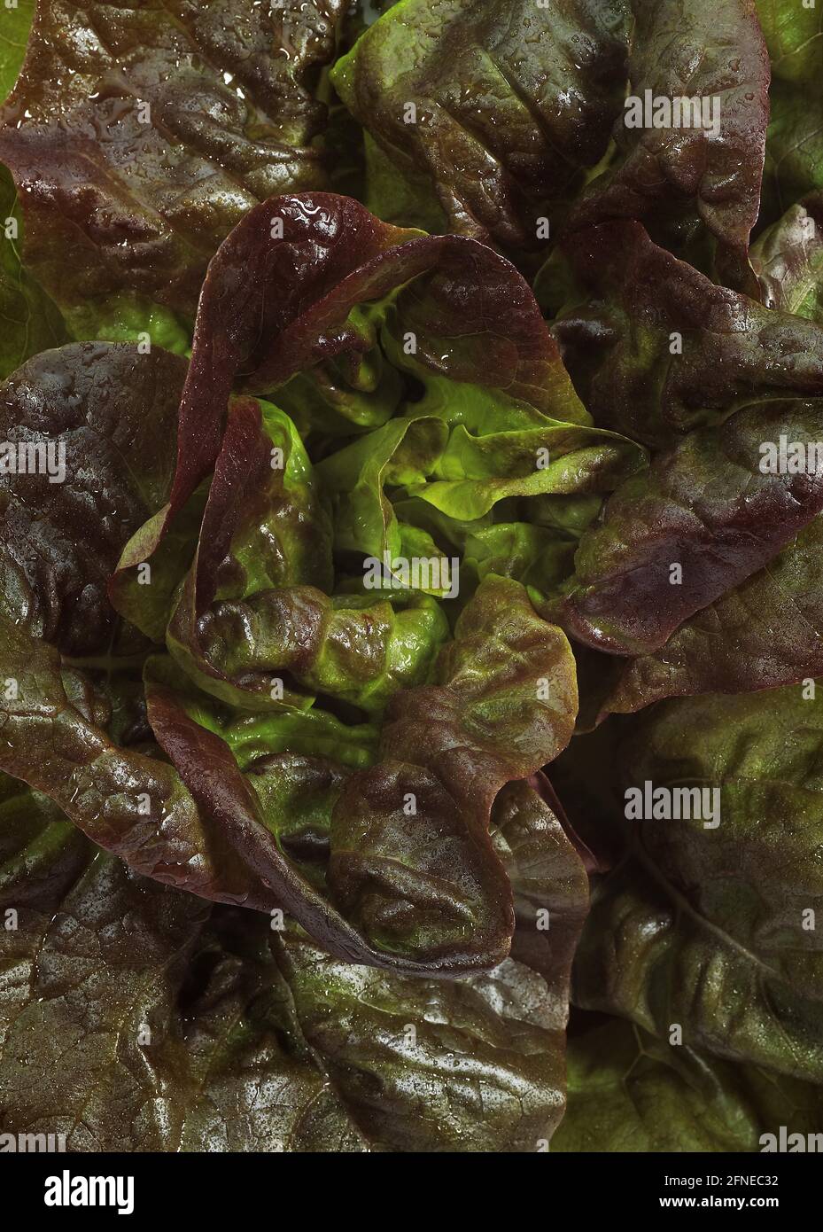 French lettuce called Rougette (lactuca sativa) against white ...