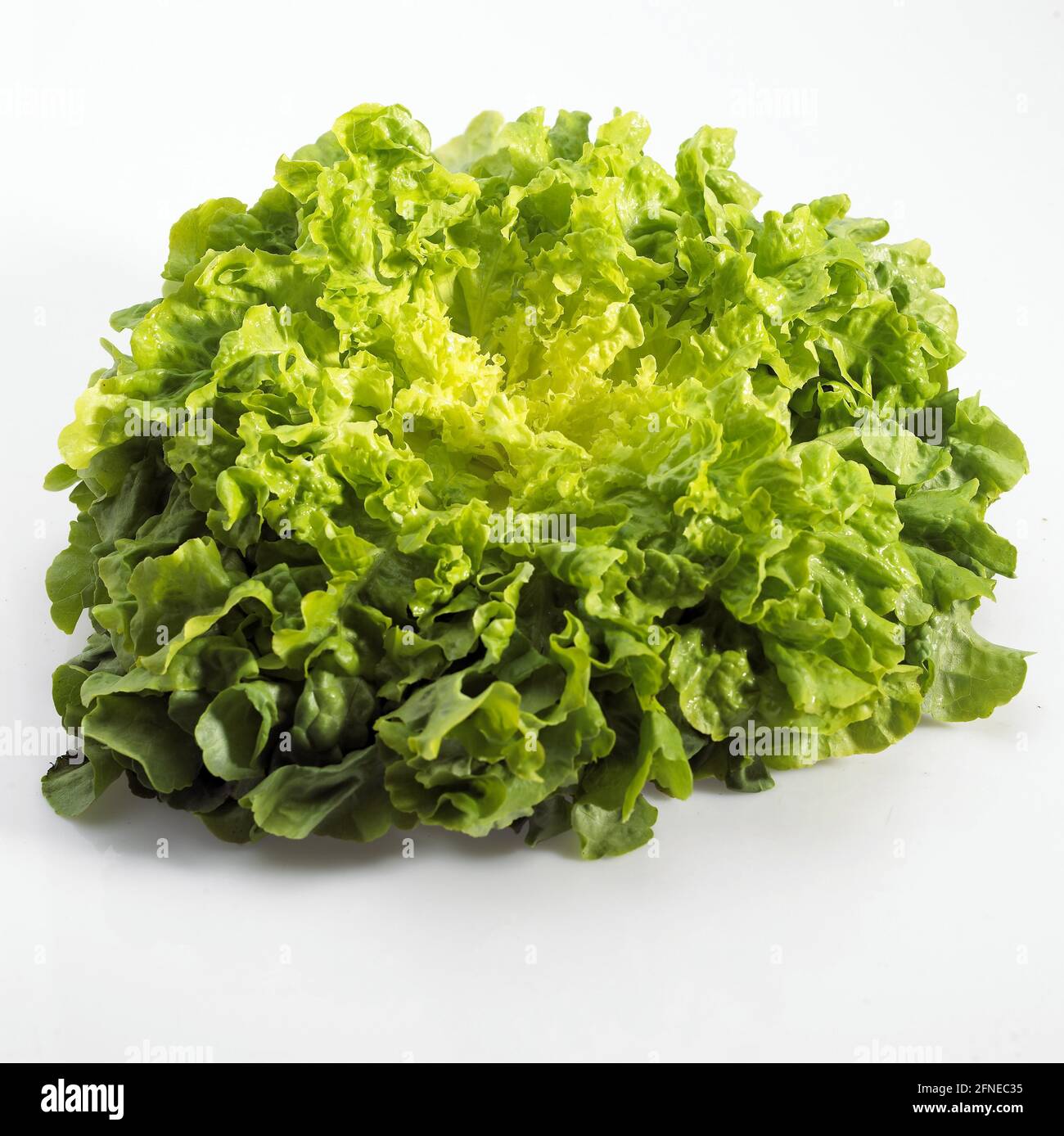 French lettuce called corne de cerf (lactuca sativa) against white ...