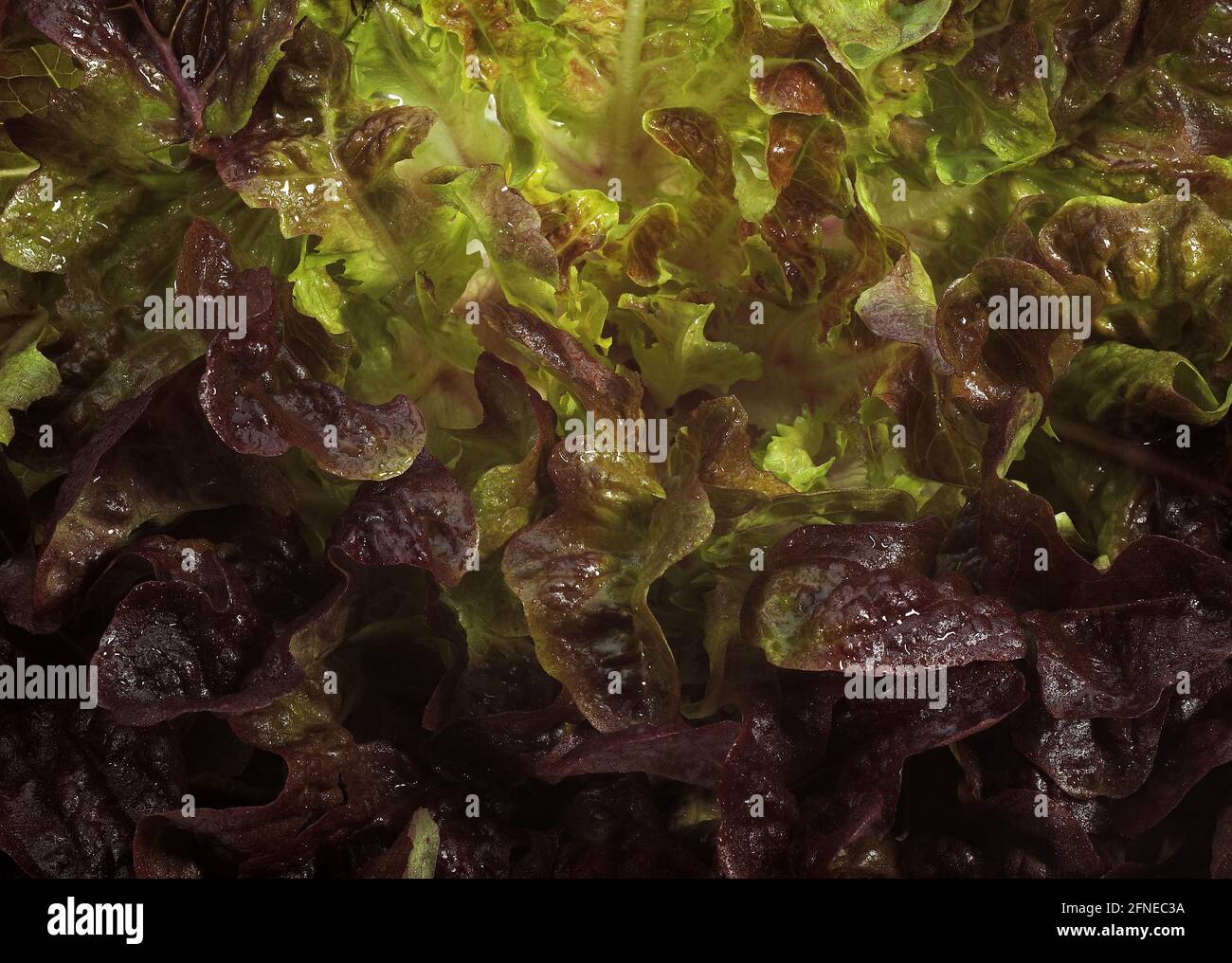 French lettuce called corne de cerf (lactuca sativa Stock Photo - Alamy