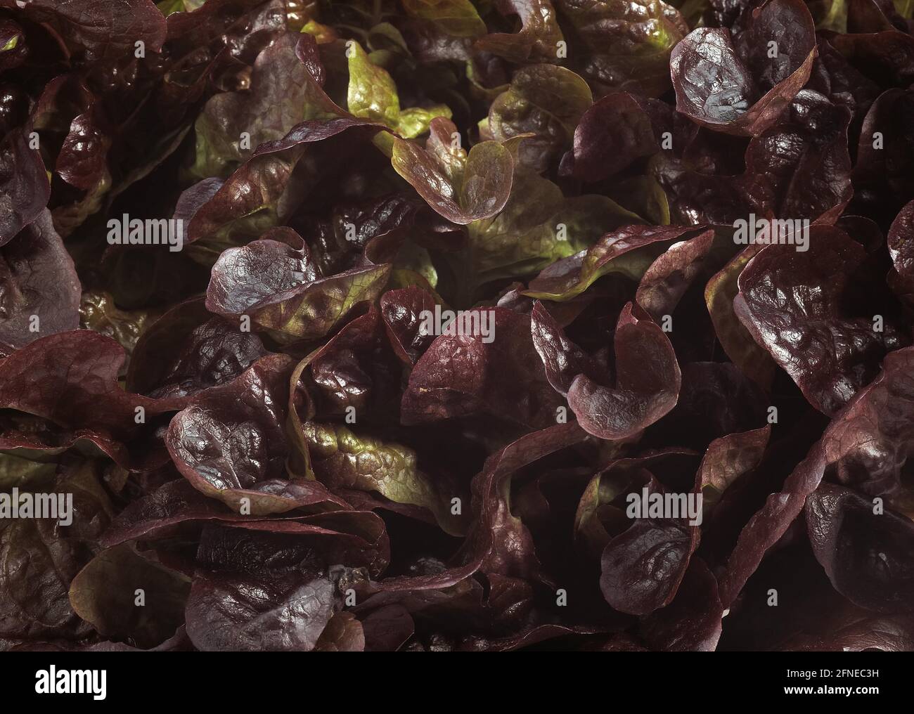 French lettuce called corne de cerf (lactuca sativa Stock Photo - Alamy