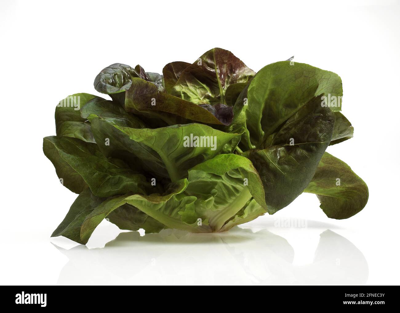 French lettuce called Rougette (lactuca sativa) against white ...