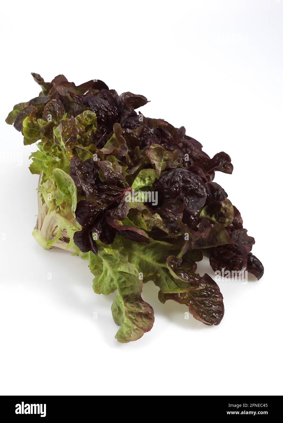 French lettuce called corne de cerf (lactuca sativa) against white ...