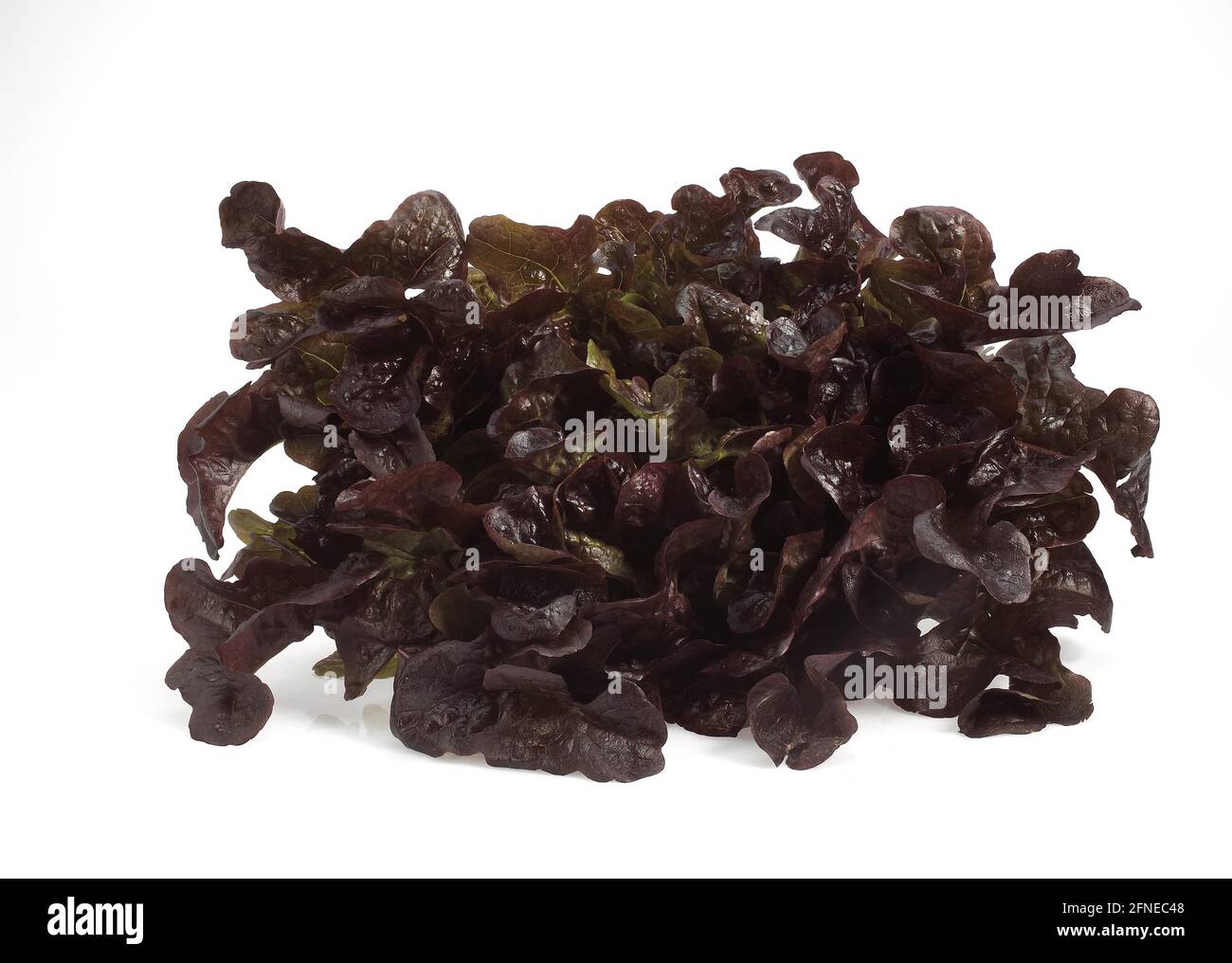 French lettuce called corne de cerf (lactuca sativa Stock Photo - Alamy