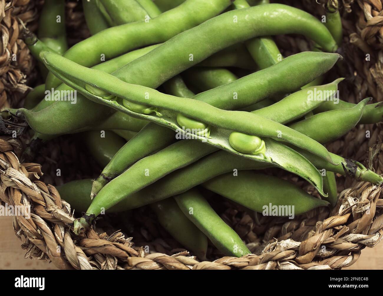 Fava bean, Field bean, Broad bean, Horse bean, Broad bean, Butterfly ...