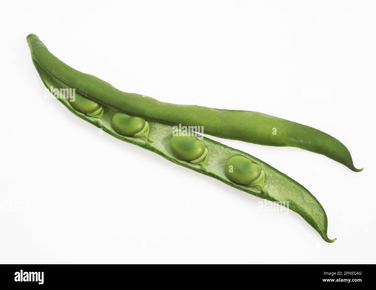 Fava Bean, Field Bean, Broad Bean, Horse Bean, Broad Bean, Butterfly ...