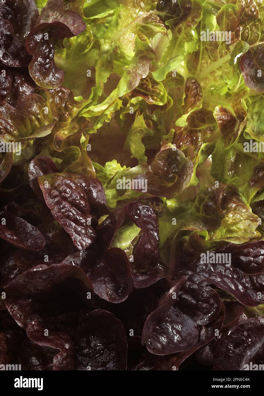 French lettuce called corne de cerf (lactuca sativa Stock Photo - Alamy