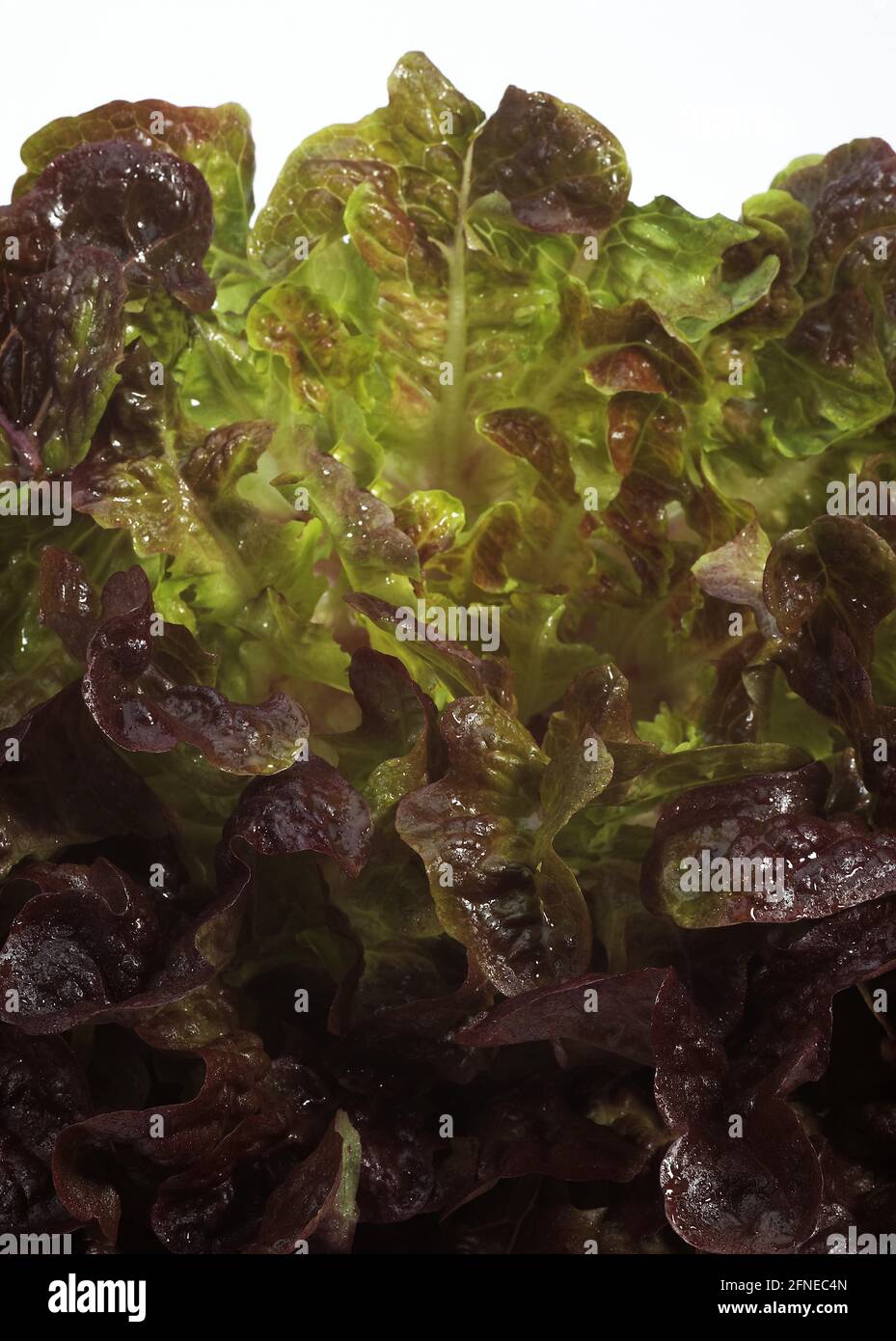 French lettuce called corne de cerf (lactuca sativa) against white ...