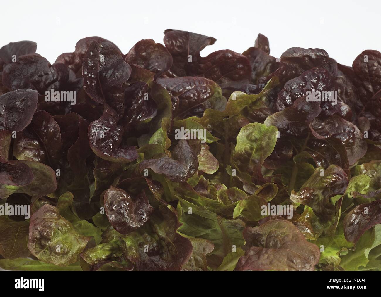 French lettuce called corne de cerf (lactuca sativa Stock Photo - Alamy