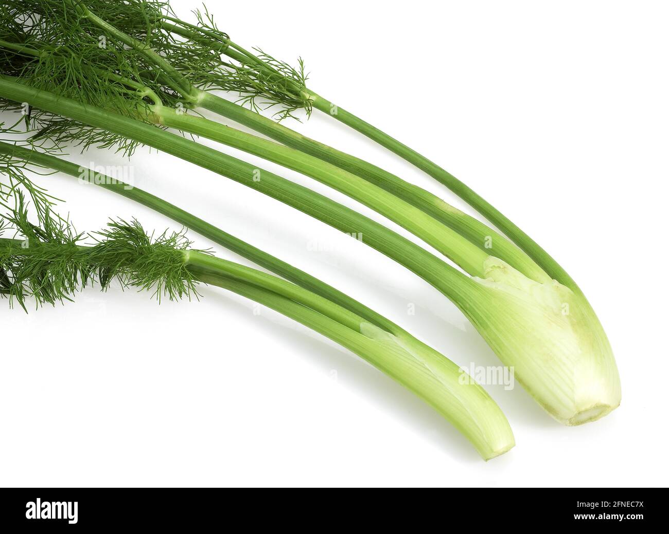 Small fennel (Foeniculum vulgare), vegetable against white background ...
