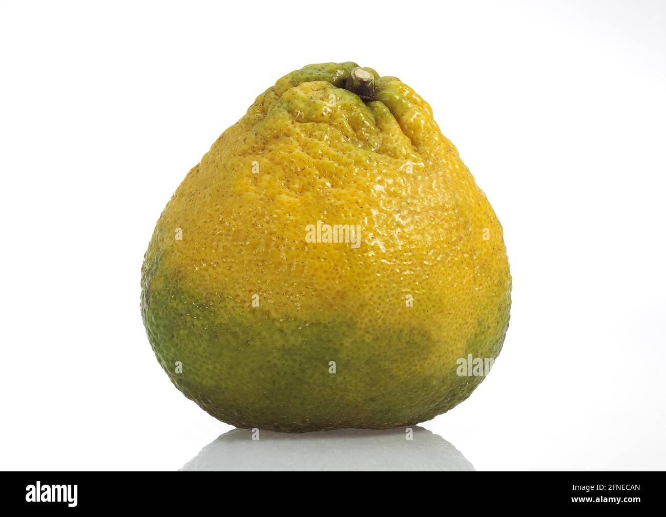 Ugly grapefruit, citrus xtangelo, fruit against white background Stock ...