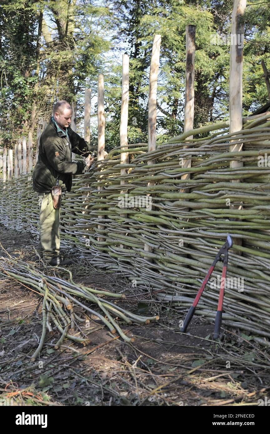 Man constructing traditional wattle willow-weave fence, Norfolk ...