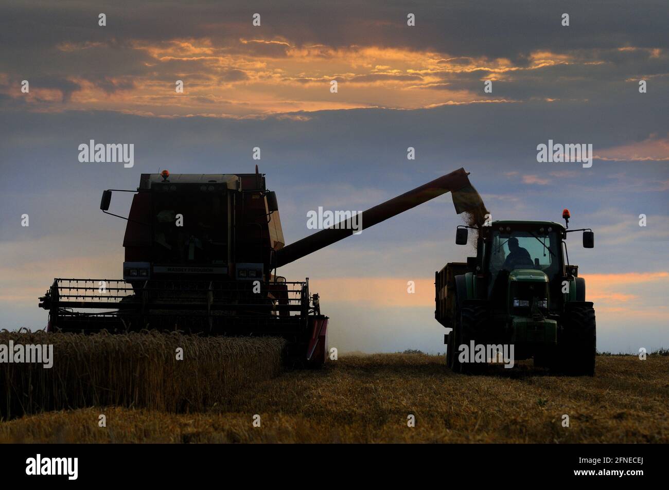 Wheat (Triticum aestivum) crop, harvesting at sunset, combine harvester ...