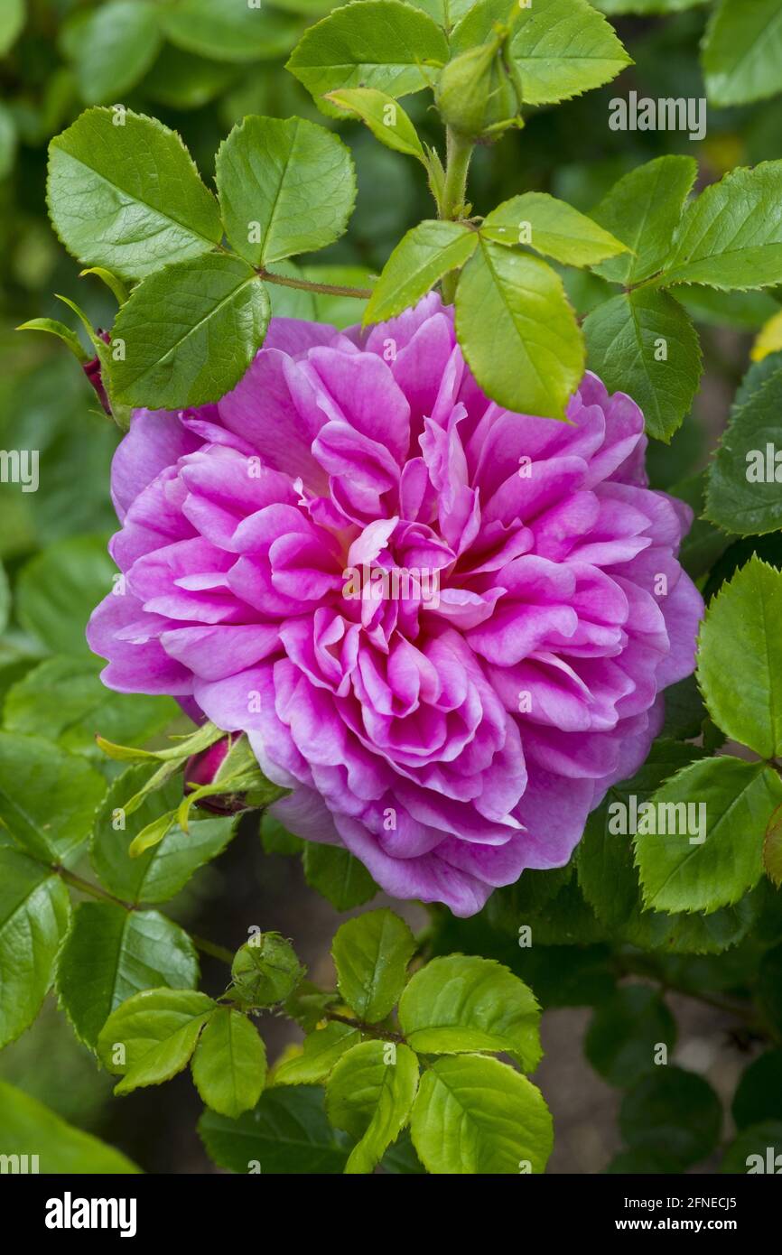 Rose princess hi-res stock photography and images - Alamy