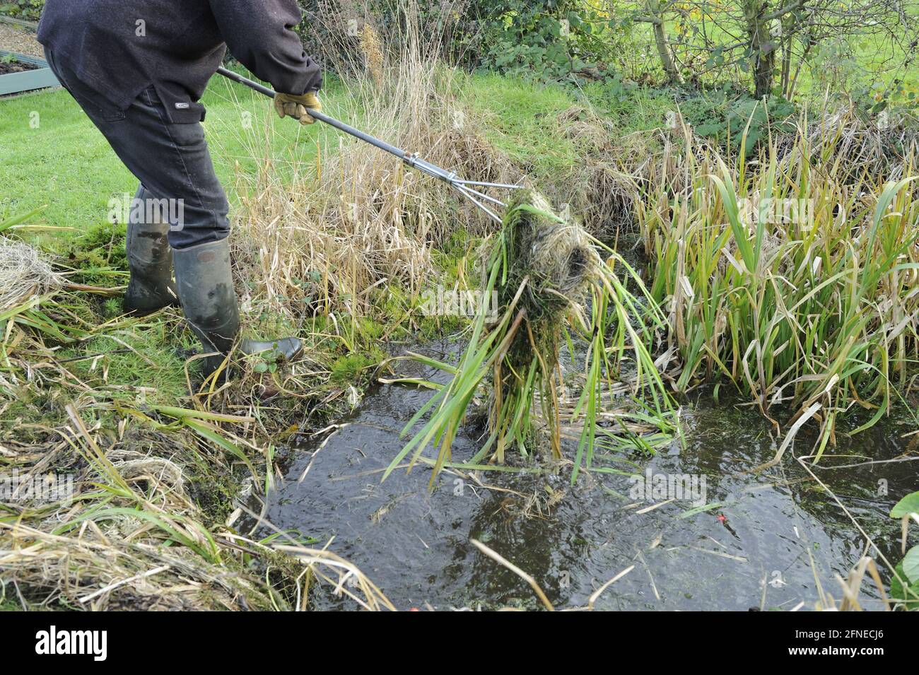 Gardener clearing overgrown vegetation from small wildlife pond in ...