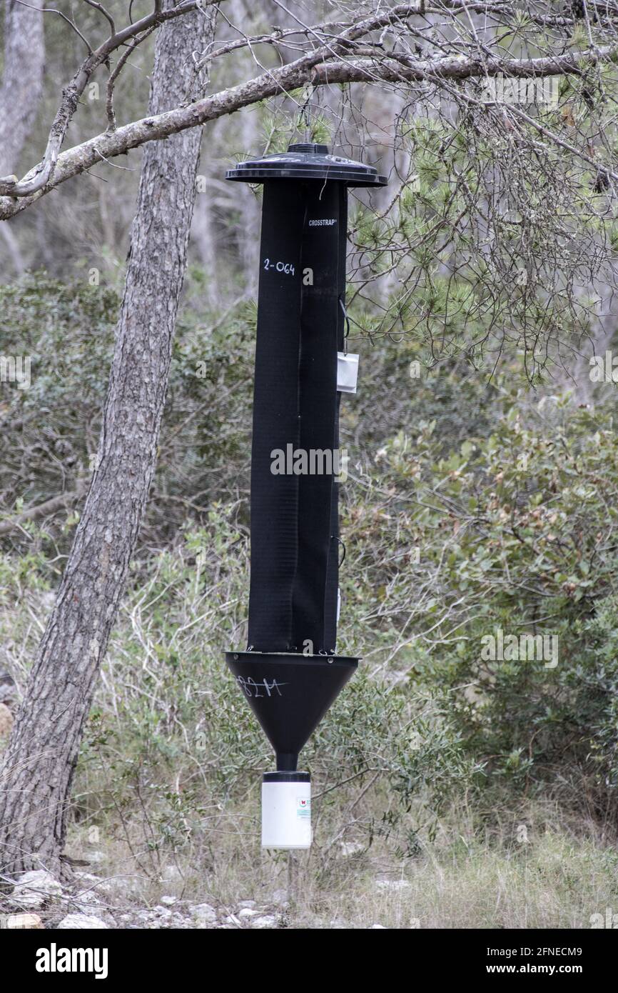 A forest pest Crosstrap, used to trap wood-boring Monochamus beetles ...