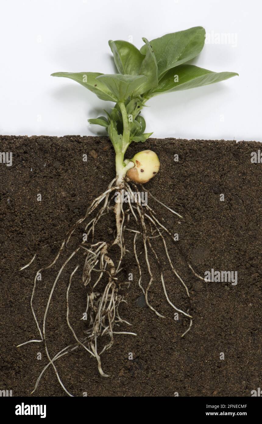 Fava bean, field bean, broad bean (Vicia faba), horse bean, broad bean ...