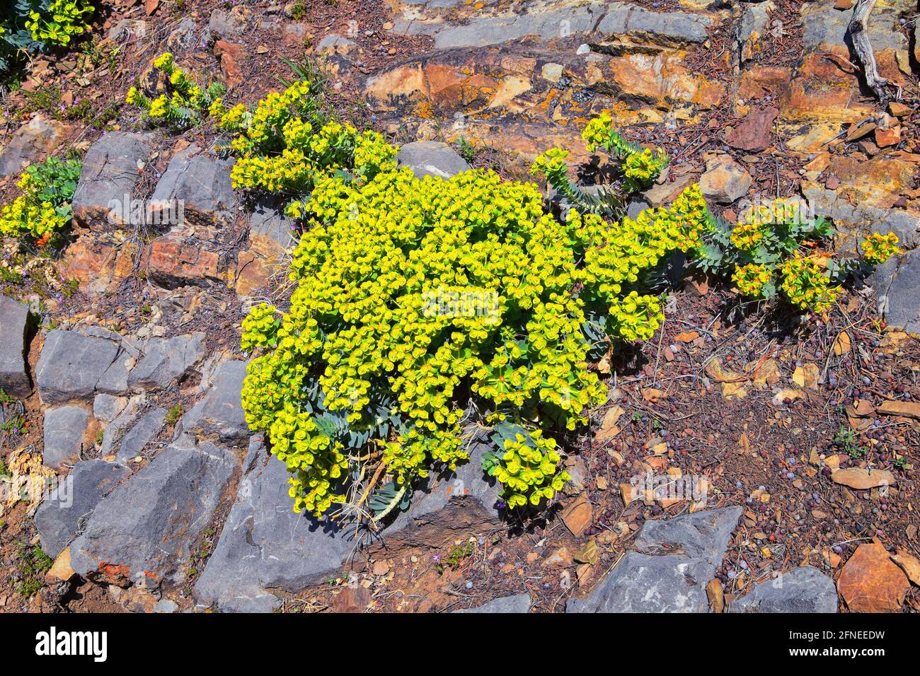 Upright Myrtle Spurge, Gopher spurge, blue spurge or broad-leaved ...