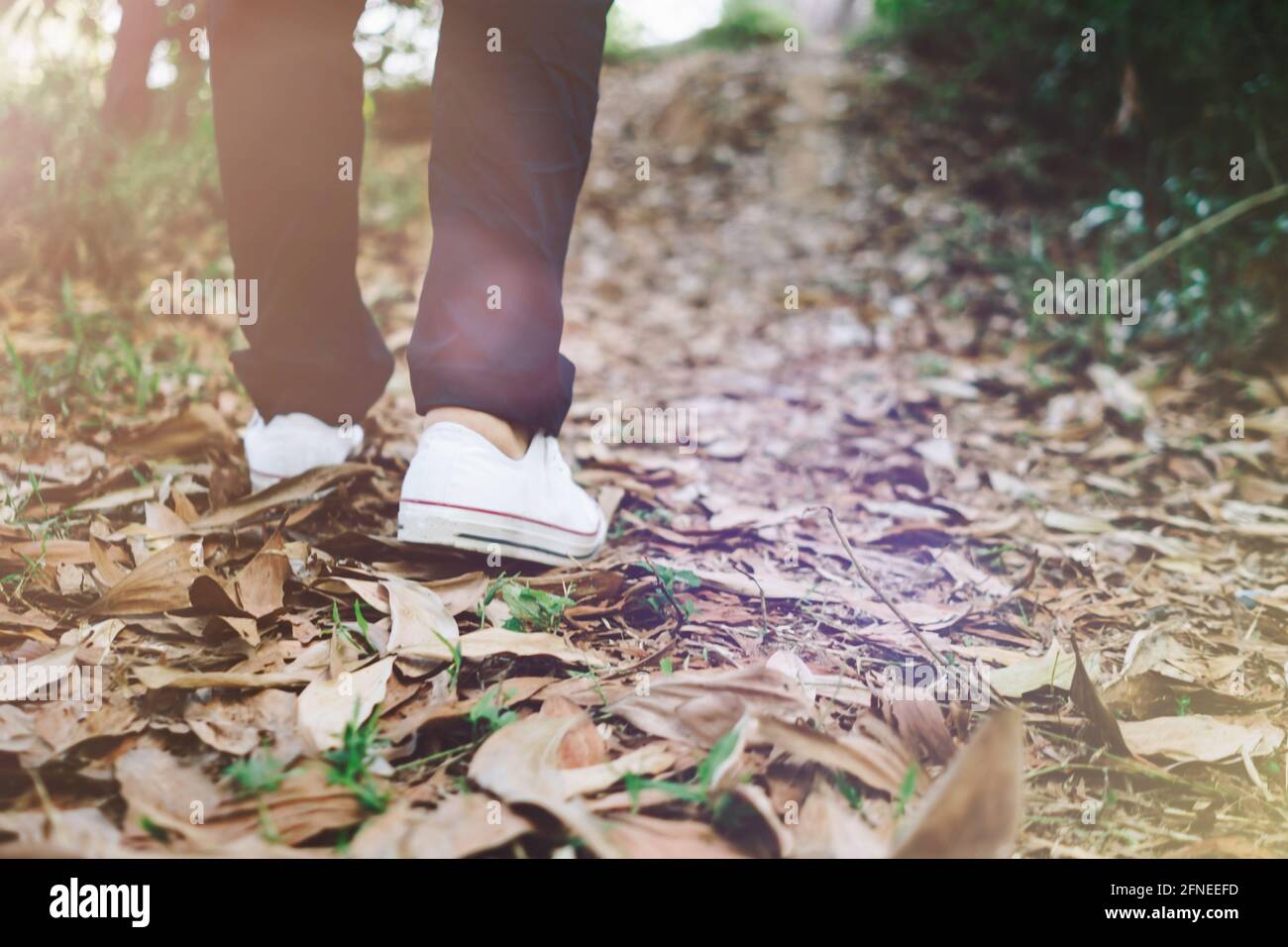 Man is walking into the wood or jungle nature walk way with sunlight ...