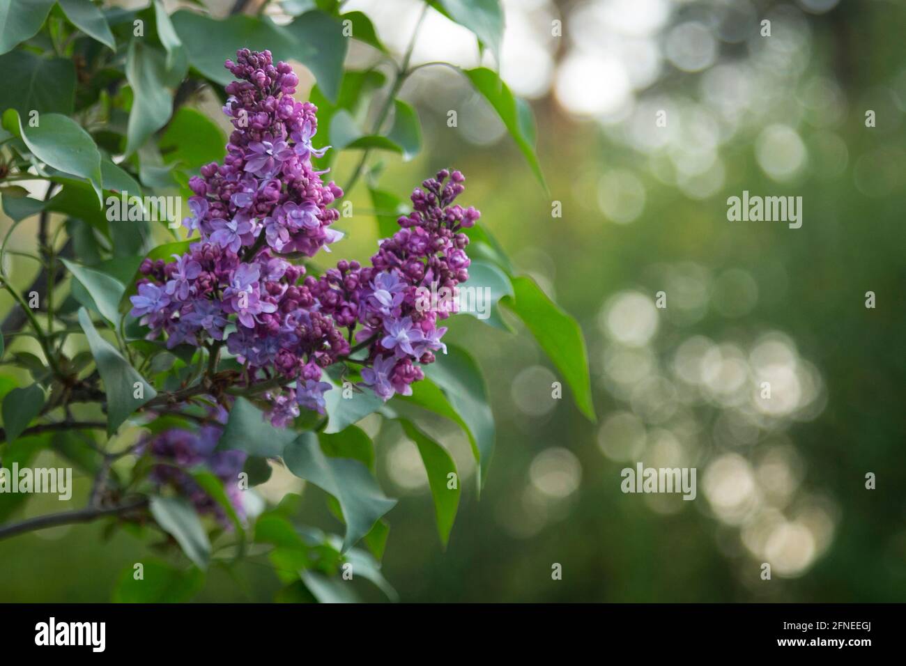 A bunch of lilac bloomed in early spring in early May Stock Photo - Alamy