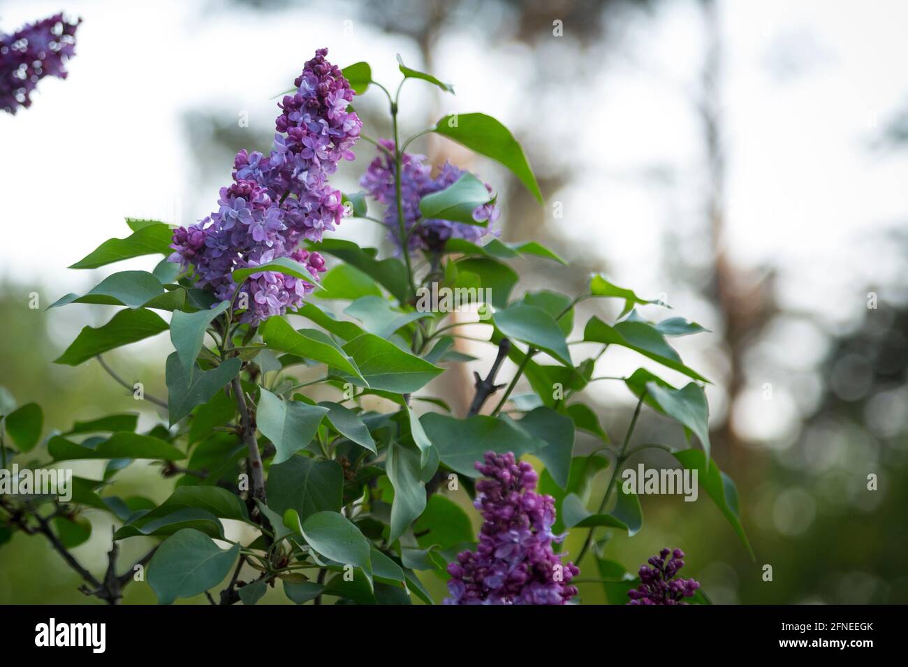 A bunch of lilac bloomed in early spring in early May Stock Photo - Alamy