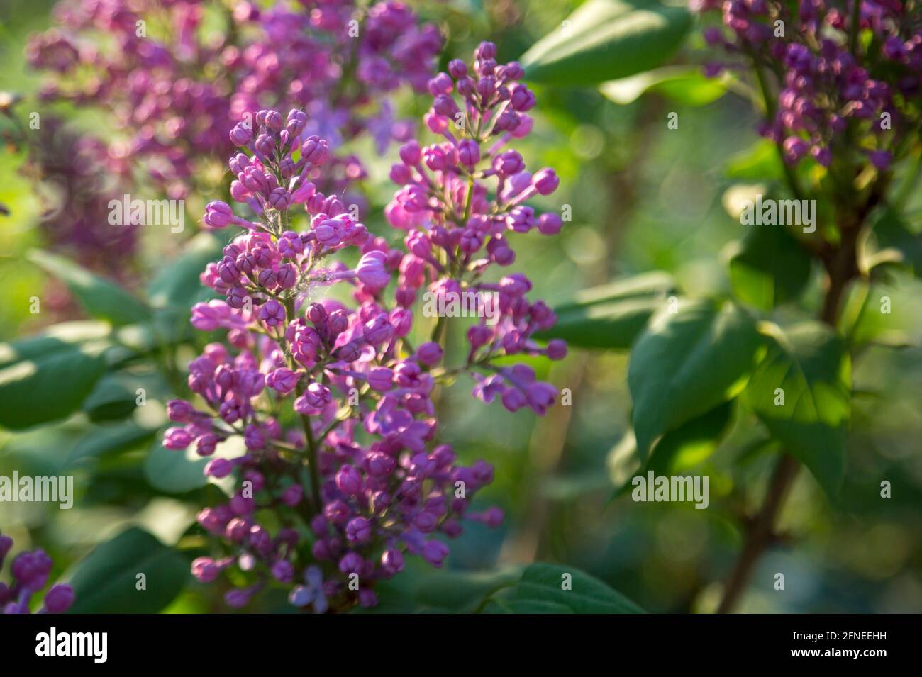 A bunch of lilac bloomed in early spring in early May Stock Photo - Alamy