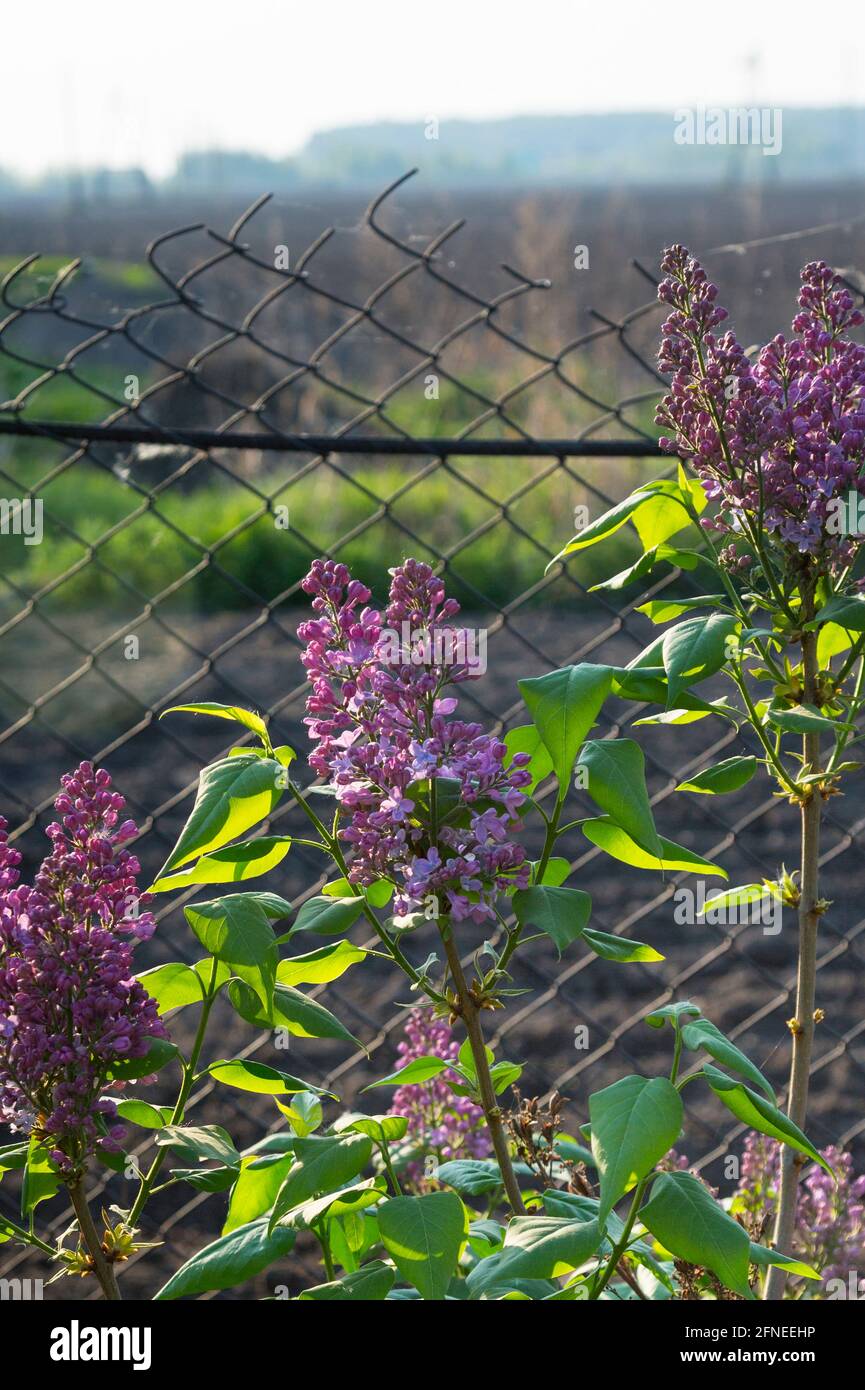 A bunch of lilac bloomed in early spring in early May Stock Photo - Alamy