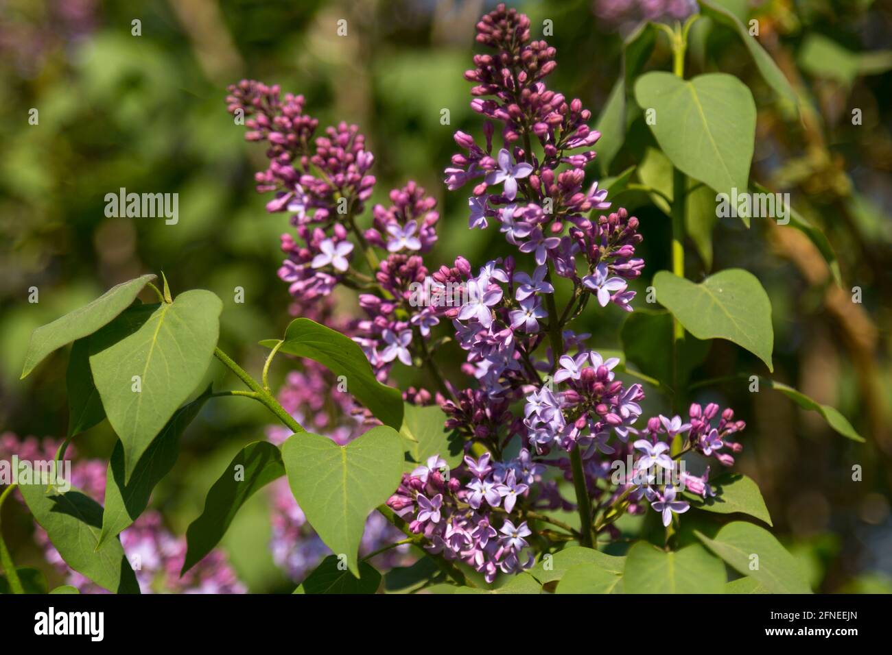 A bunch of lilac bloomed in early spring in early May Stock Photo - Alamy